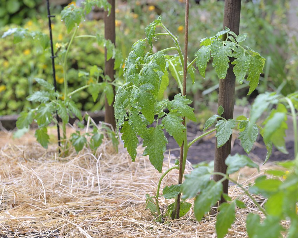 How To Care For Tomato Plants While On Vacation : 4 Pro Tips ...
