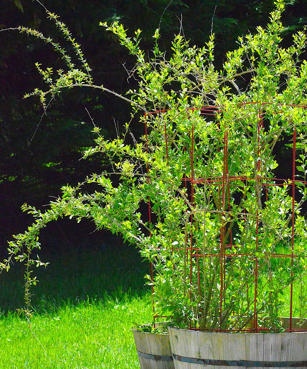 How To Grow Goji Berries The Easygoing Oriental Superfruit Homes And Gardens