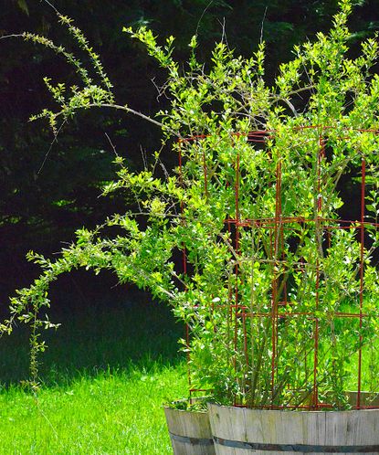 How to grow goji berries – the easygoing oriental superfruit | Homes ...