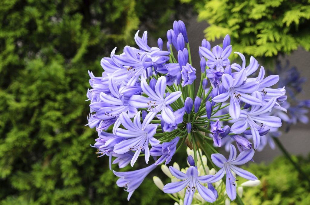 Best Fertilizer For Agapanthus: Learn About Agapanthus Care And Feeding ...