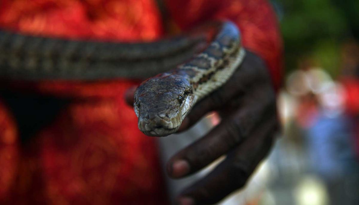 How to survive five terrifying scenarios: from falling lifts to snakes ...
