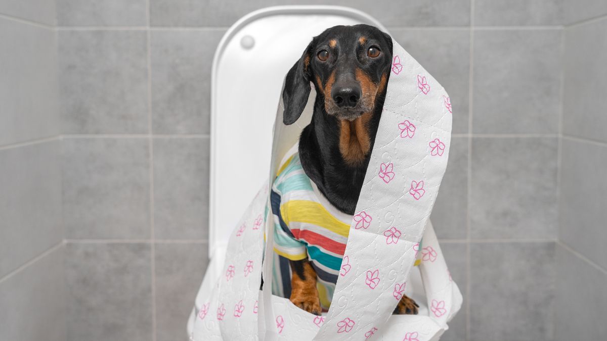 How to potty train an older dog | PetsRadar