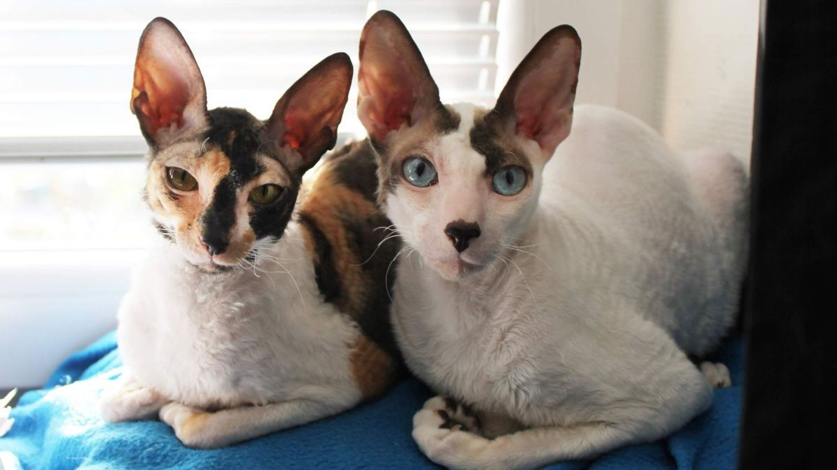 32 interesting facts about Cornish Rex cats | PetsRadar