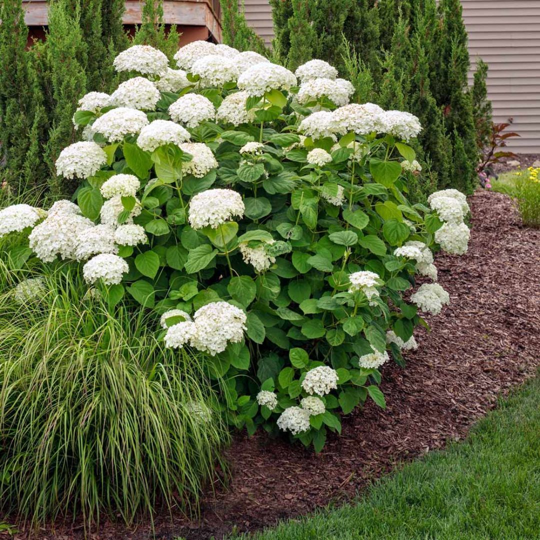 Hydrangea Shade Plants — 6 Varieties That Thrive in Less Light | Livingetc
