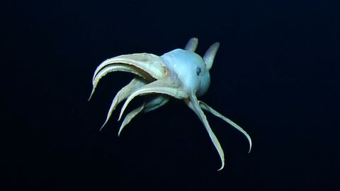 Watch ghostly dumbo octopus swim with its massive 'ears' in rare new ...