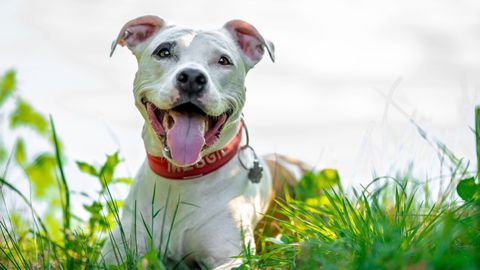 Most Googled dog breeds: What is everyone searching for? | PetsRadar