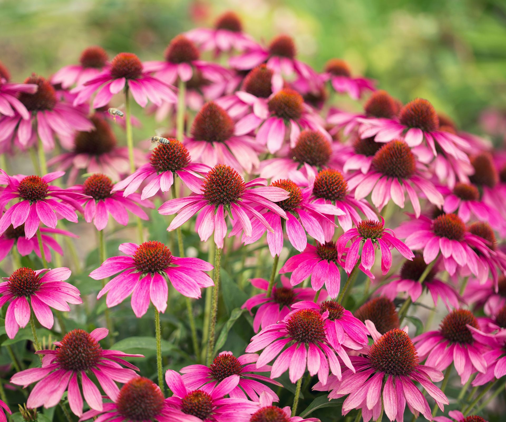 8 Self-Sowing Flowers That Will Grace Your Garden For Years | Gardening ...
