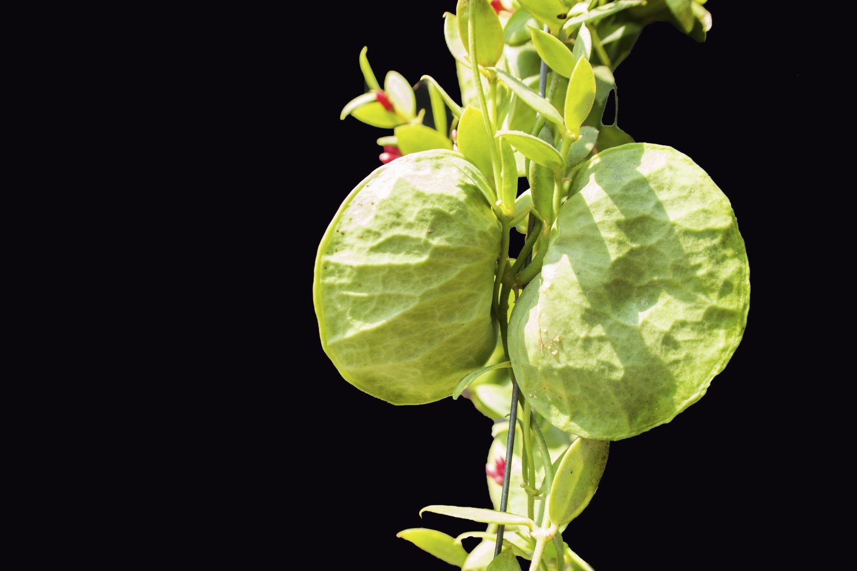 Dischidia Ant Plants - How To Take Care Of Dischidia | Gardening Know How