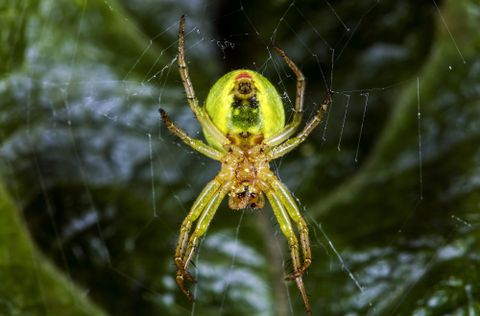 Newly discovered neon-green spider named after the 'Lady Gaga of ...