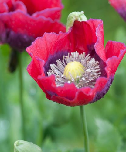 Best rabbit-repellent plants: 14 top choices for your yard | Gardeningetc