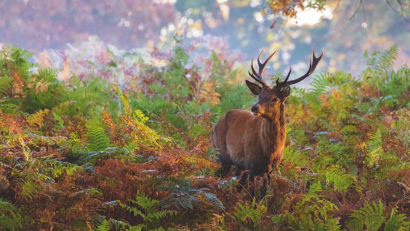 Best shots from National Geographic Traveller photography award | The Week