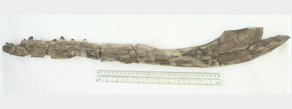 Ancient 'Super-Croc' Fossil Discovered in Museum Drawer | Live Science