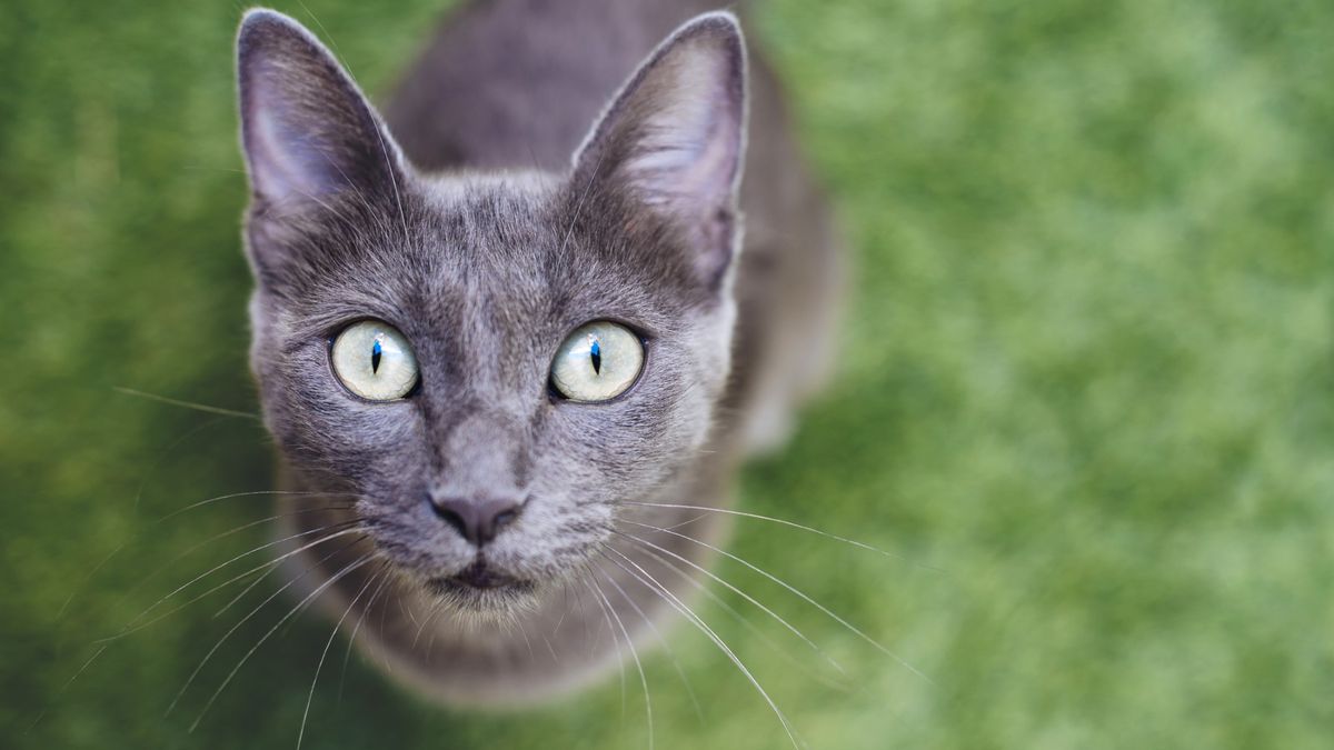 32 facts about Russian Blue cats | PetsRadar