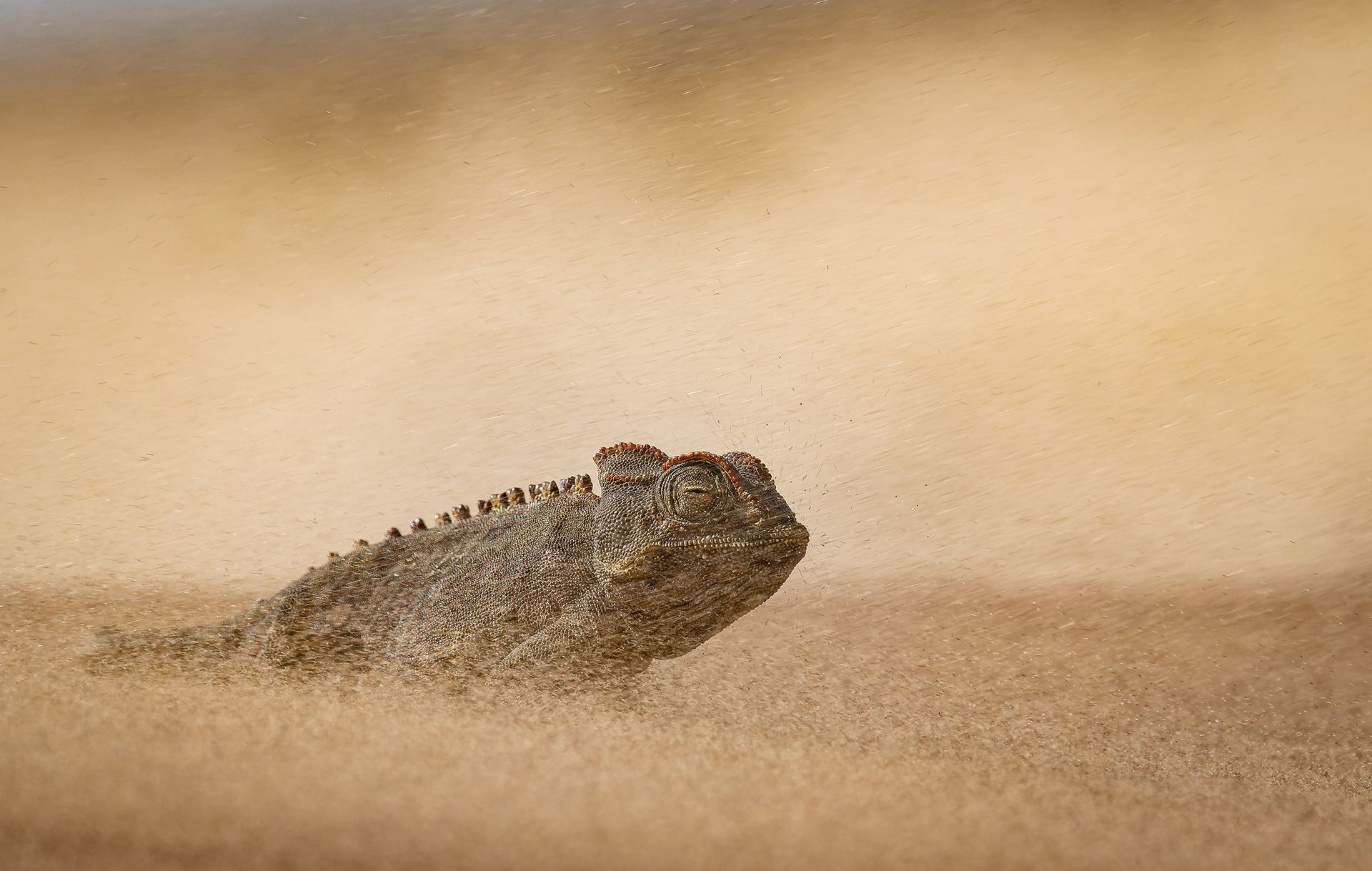 DSLR camera shot of chameleon navigating a sandstorm in Earth's most ...