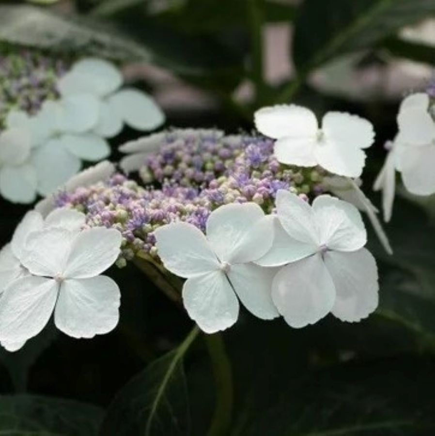 How to deadhead hydrangeas, plus when's best to do it | Livingetc