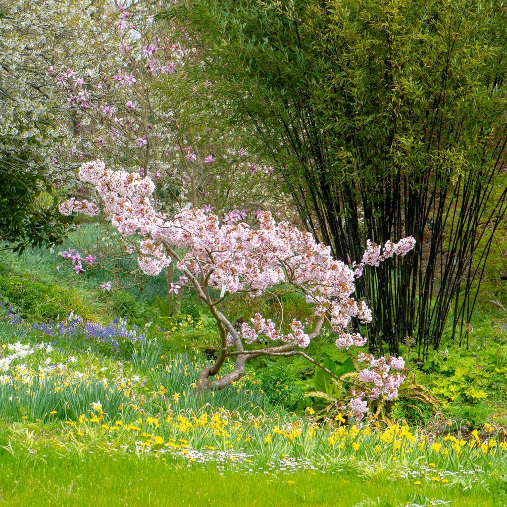 Best trees for small gardens, and how to help them thrive | Ideal Home