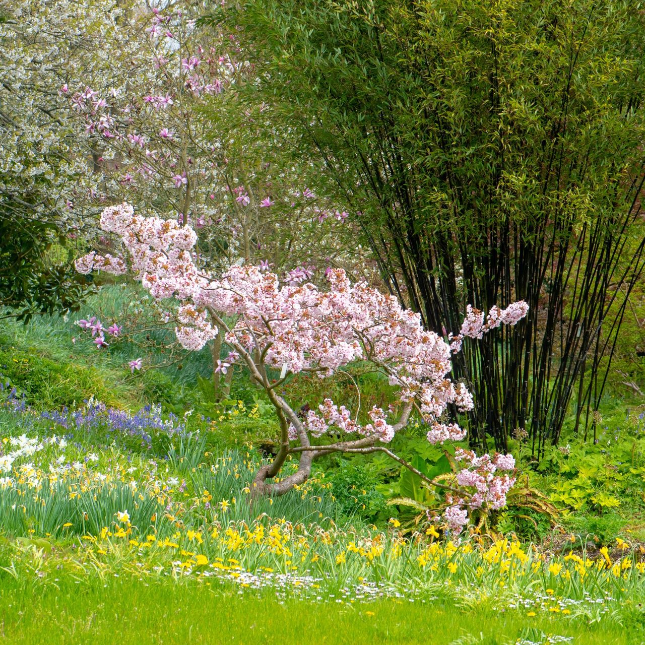 Best trees for small gardens, and how to help them thrive | Ideal Home