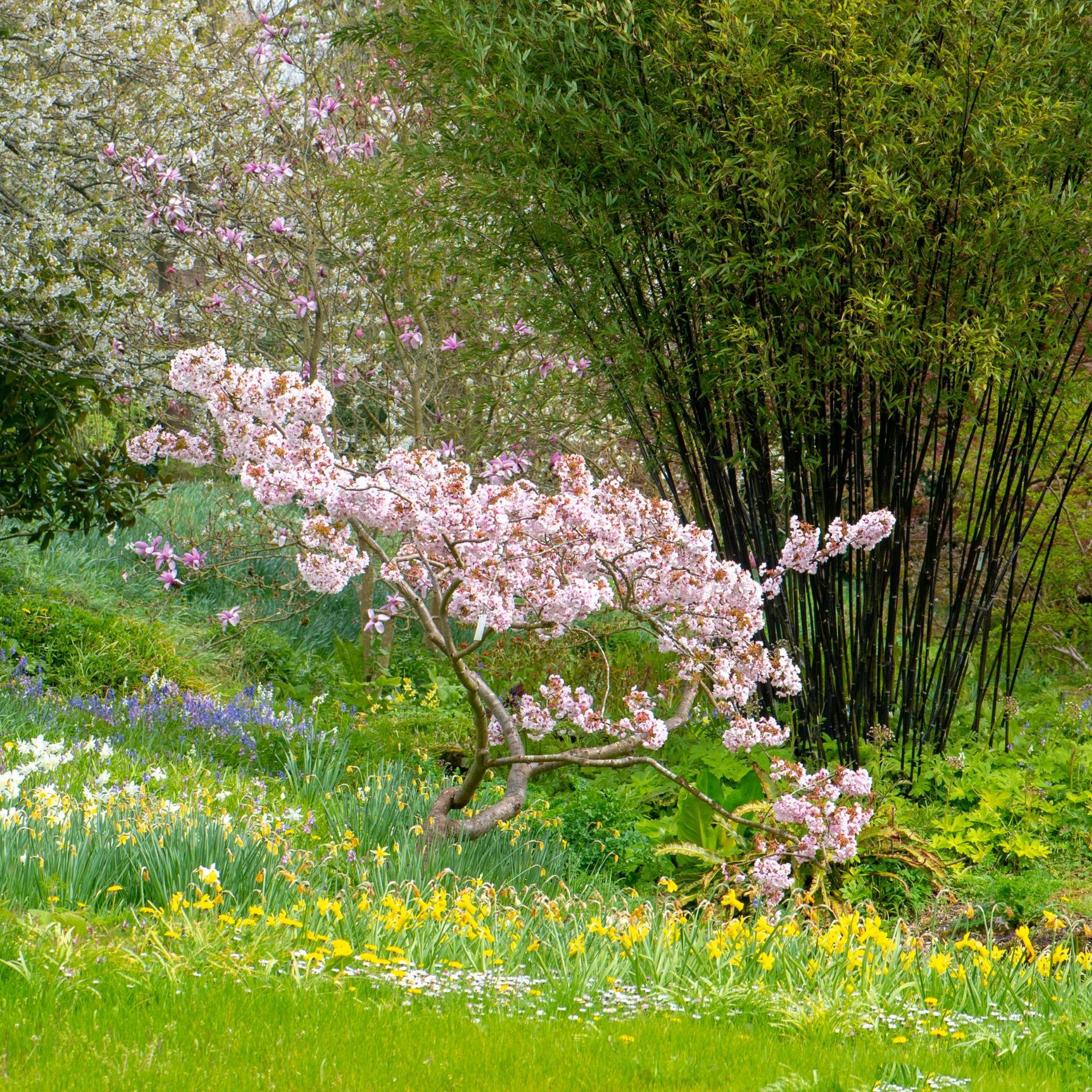 Best trees for small gardens, and how to help them thrive | Ideal Home