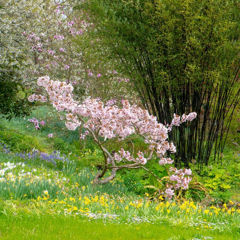 Best trees for small gardens, and how to help them thrive | Ideal Home