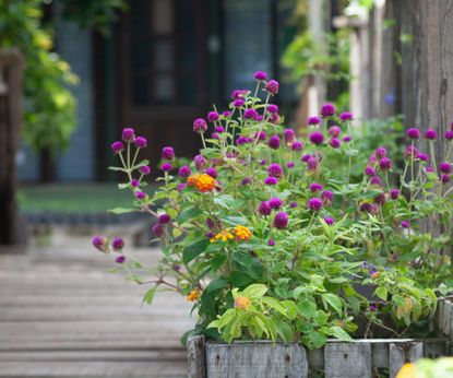 How to design a mini meadow in pots: expert gardening advice | Homes ...