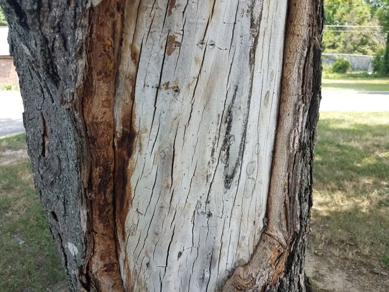Tips For Repairing Tree Bark Damage | Gardening Know How