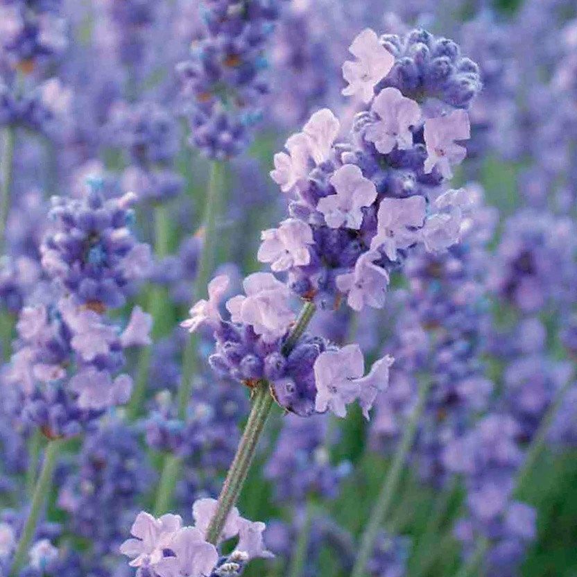 Growing lavender: top tips for planting, pruning, and harvesting ...