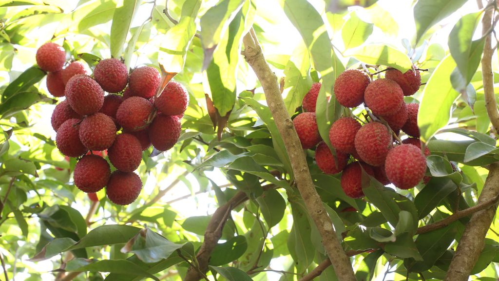 How to grow lychee - from planting to harvesting | Homes and Gardens
