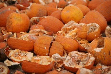 Behind the Return of 'Punkin Chunkin' | Next TV