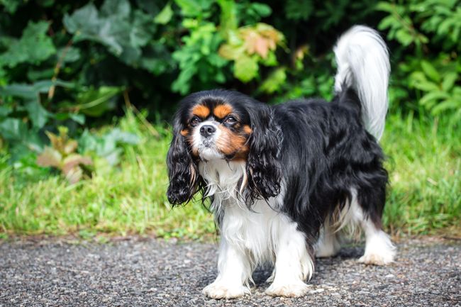 10 smallest dog breeds (combination of height and weight) | PetsRadar