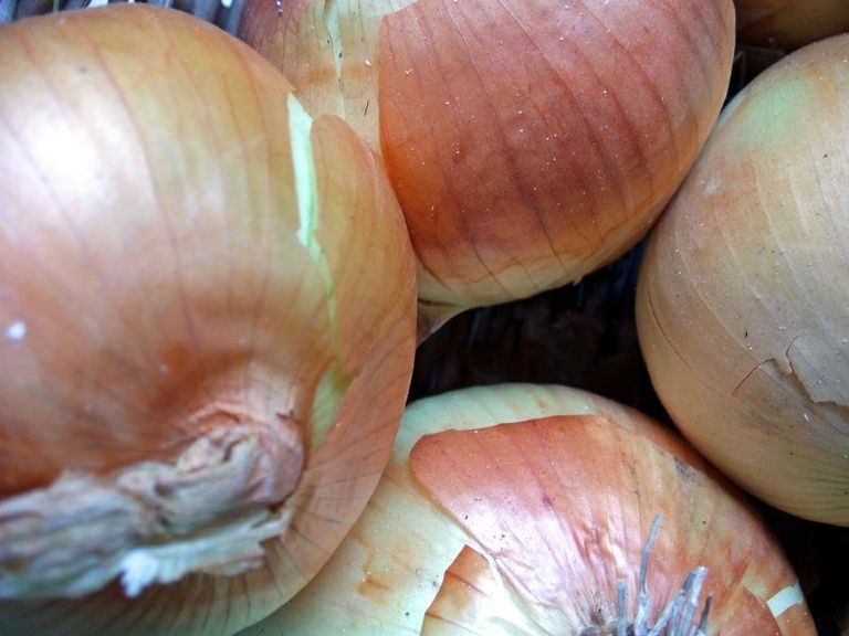 Tips For Growing Big Onions In The Garden | Gardening Know How