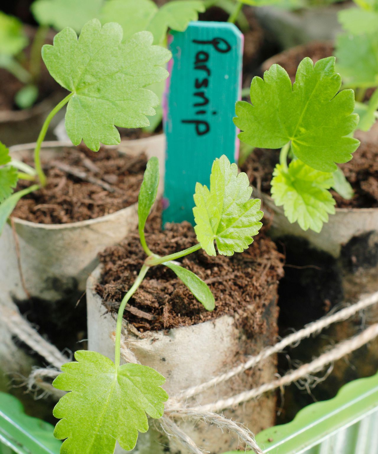 How to grow parsnips: expert tips for these root vegetables | Homes and ...