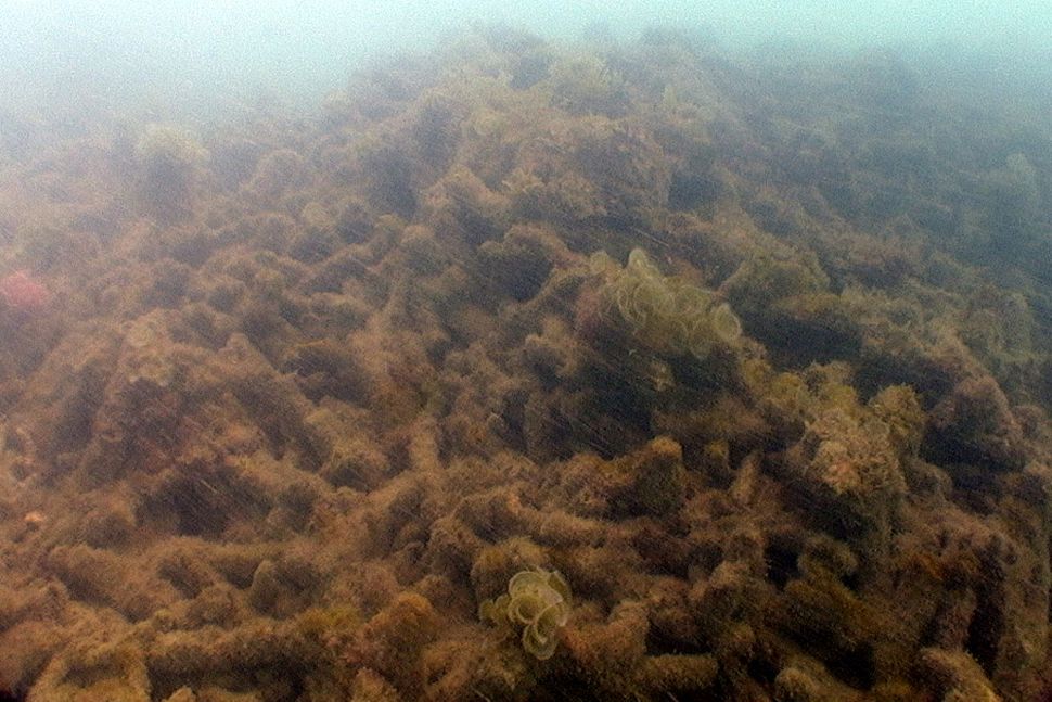 Image Gallery: Great Barrier Reef Through Time | Live Science