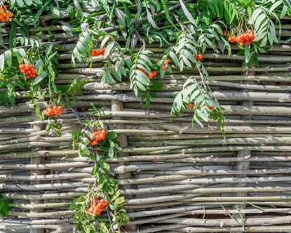 How to protect plants from wind damage in 6 simple steps | Gardeningetc