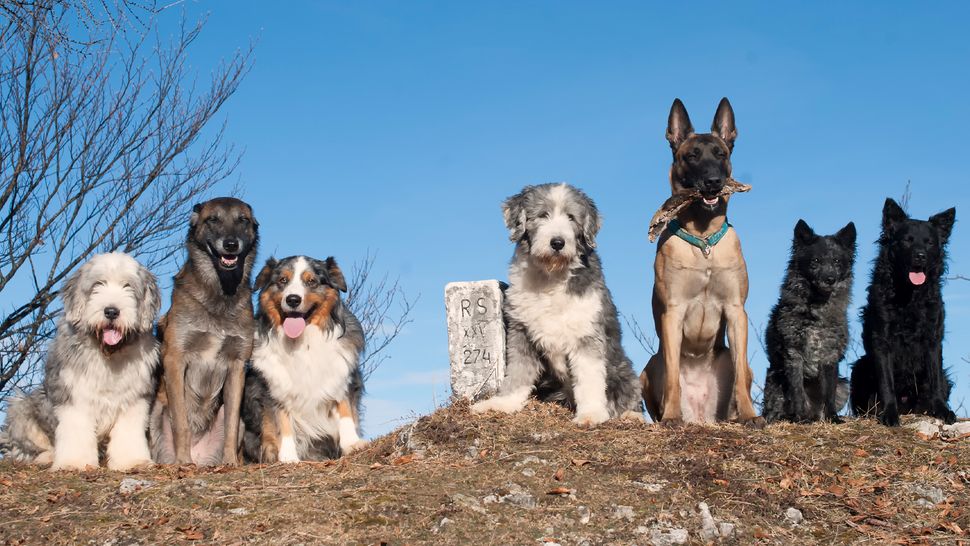 33 herding dog breeds for managing livestock | PetsRadar
