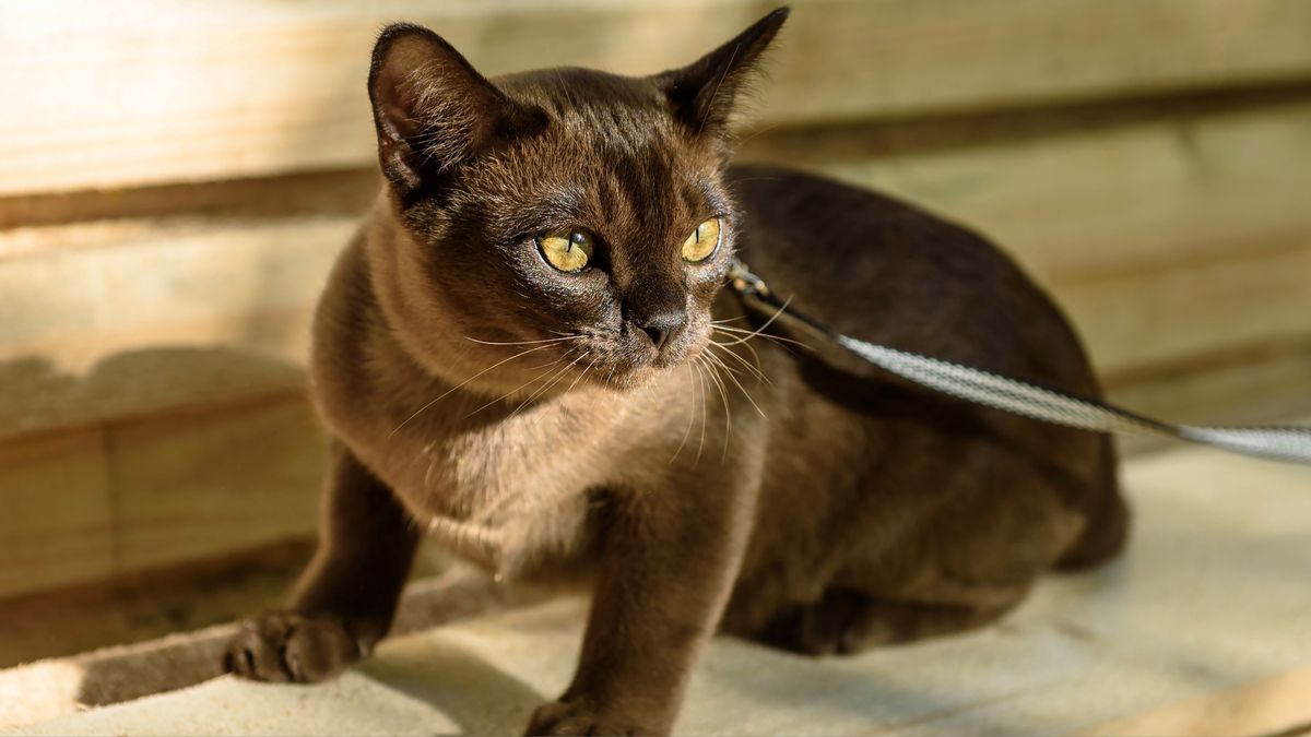 32 reasons to love Burmese cats | PetsRadar