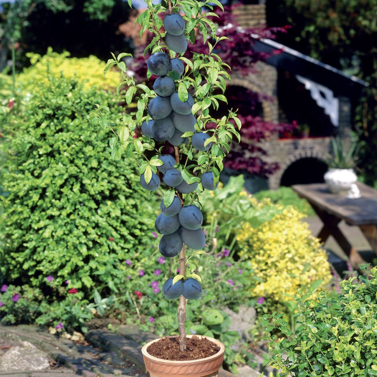 Best fruit trees for a small garden – expert picks | Ideal Home