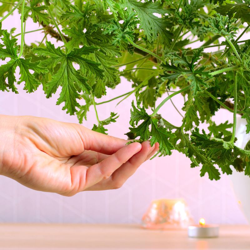 Tips & Information about Herbs | Gardening Know How