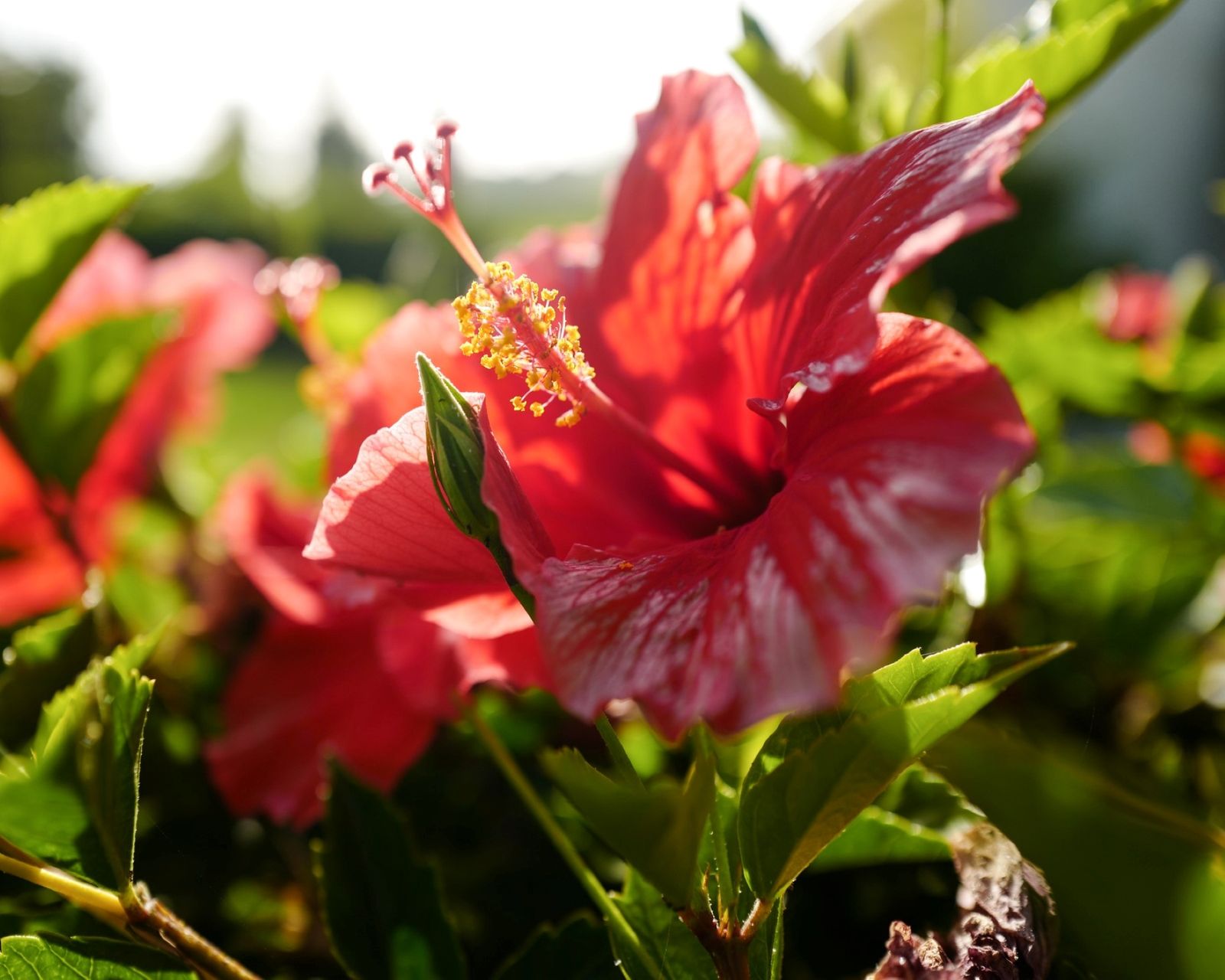 10 full sun plants that love the heat | Real Homes