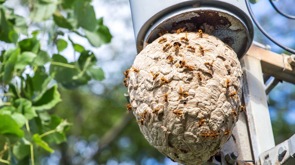 Photos: Murder hornets will haunt your nightmares | Live Science