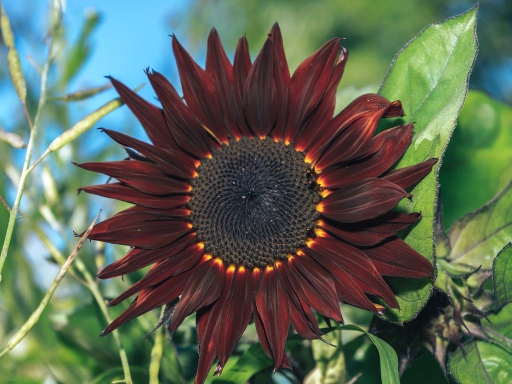 Dark Colored Sunflowers To Grow In Your Garden | Gardening Know How