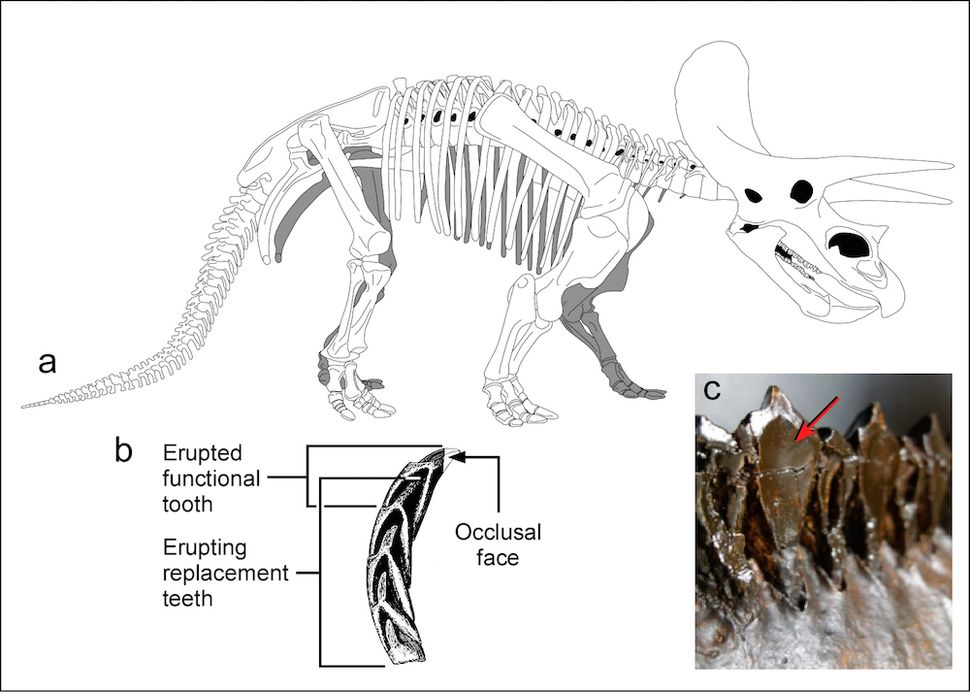 Triceratops' Teeth Turned Into Slicing Machines While Chewing | Live ...
