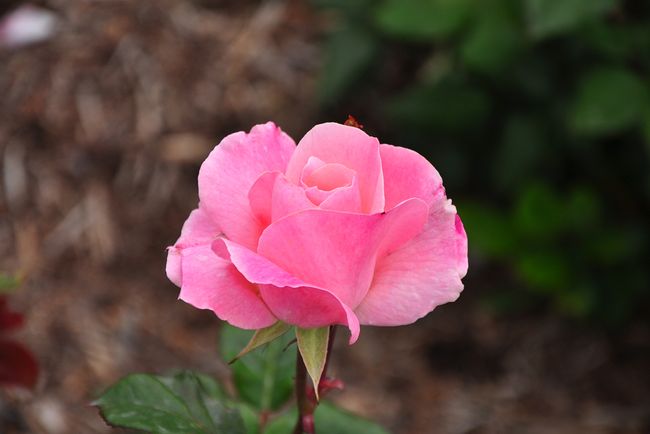 Beautiful Rose Flower Photos | Rose Pictures & Information | Live Science