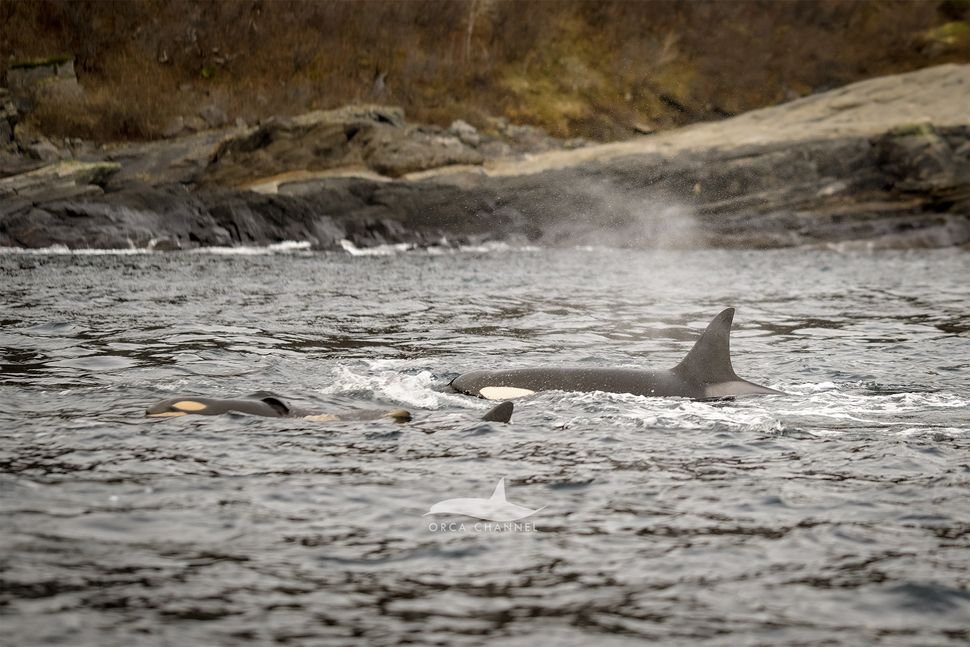 Incredible, first-of-their-kind images show an orca being born in ...