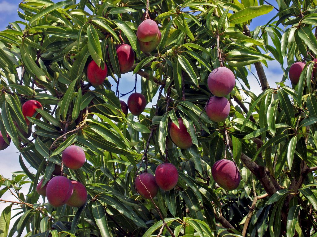How to grow mangoes from seed | Homes and Gardens
