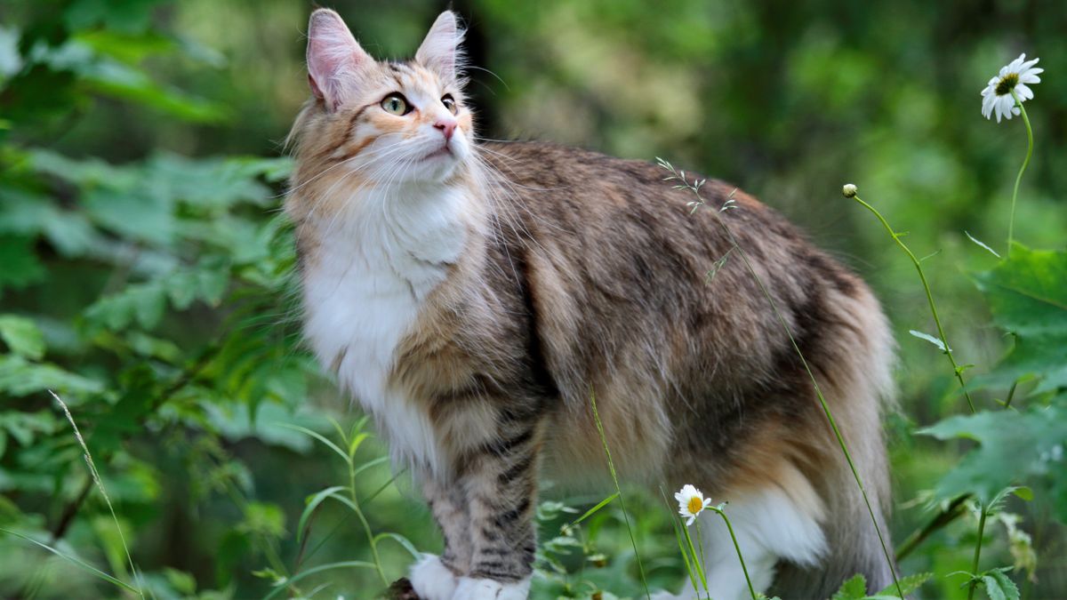 32 types of large breed cats | PetsRadar