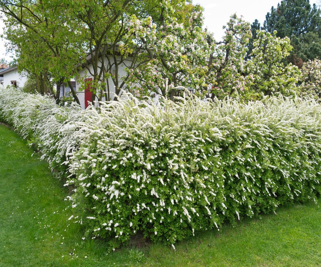 Best flowering hedges: 12 plants for beautiful boundaries | Homes and ...