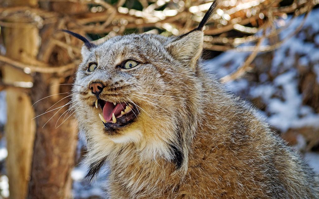 These Two Angry, Yelling Lynx Are Probably Fighting About Sex | Live ...