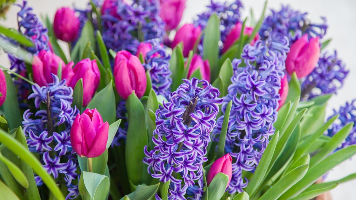 How to grow hyacinth bulbs in containers: top tips | Homes and Gardens