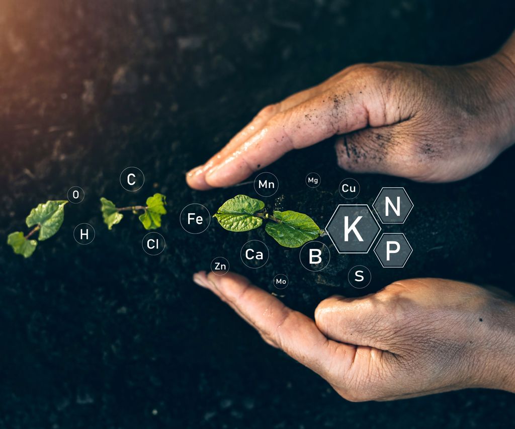 Plant fertilizer numbers: NPK ratios explained | Homes and Gardens