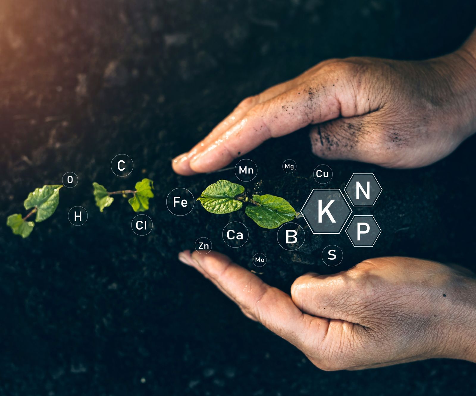 How to choose the best fertilizer for a vegetable garden